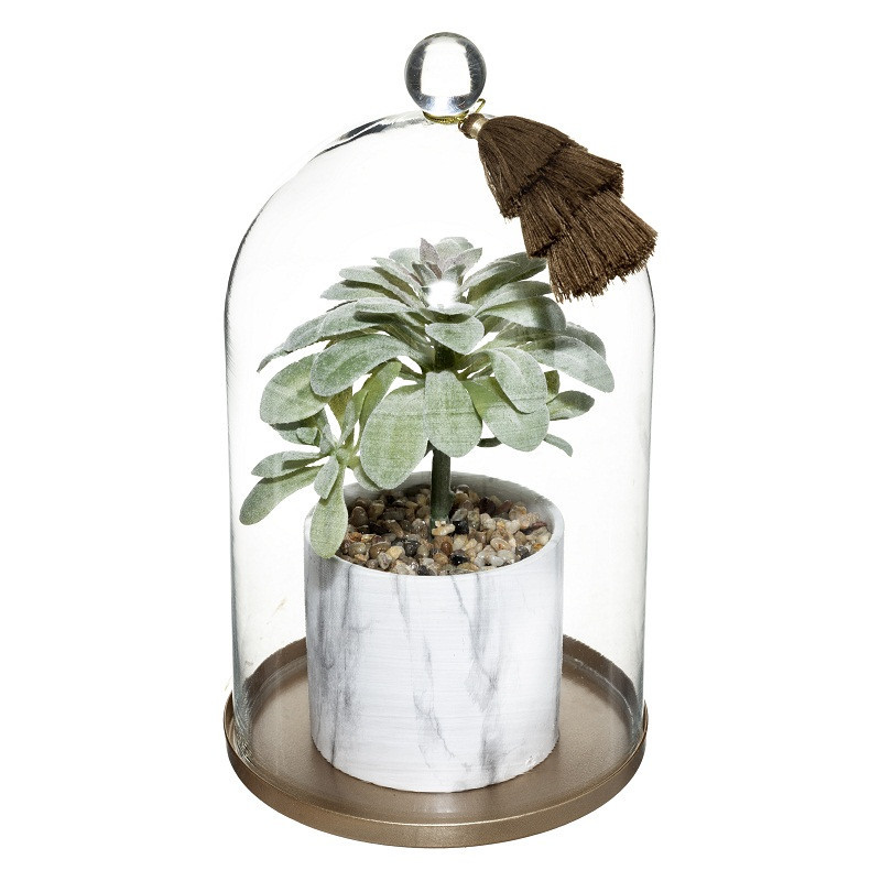 PLANTE SOUS CLOCHE